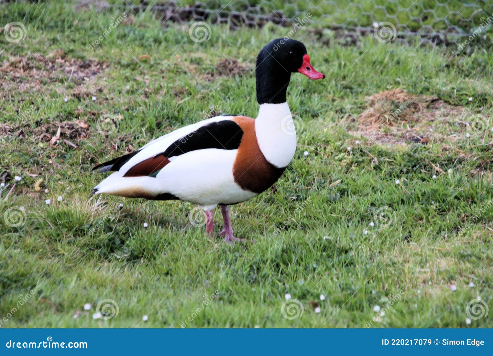 A view of a Shelduck stock image. Image of andean, crested - 220217079