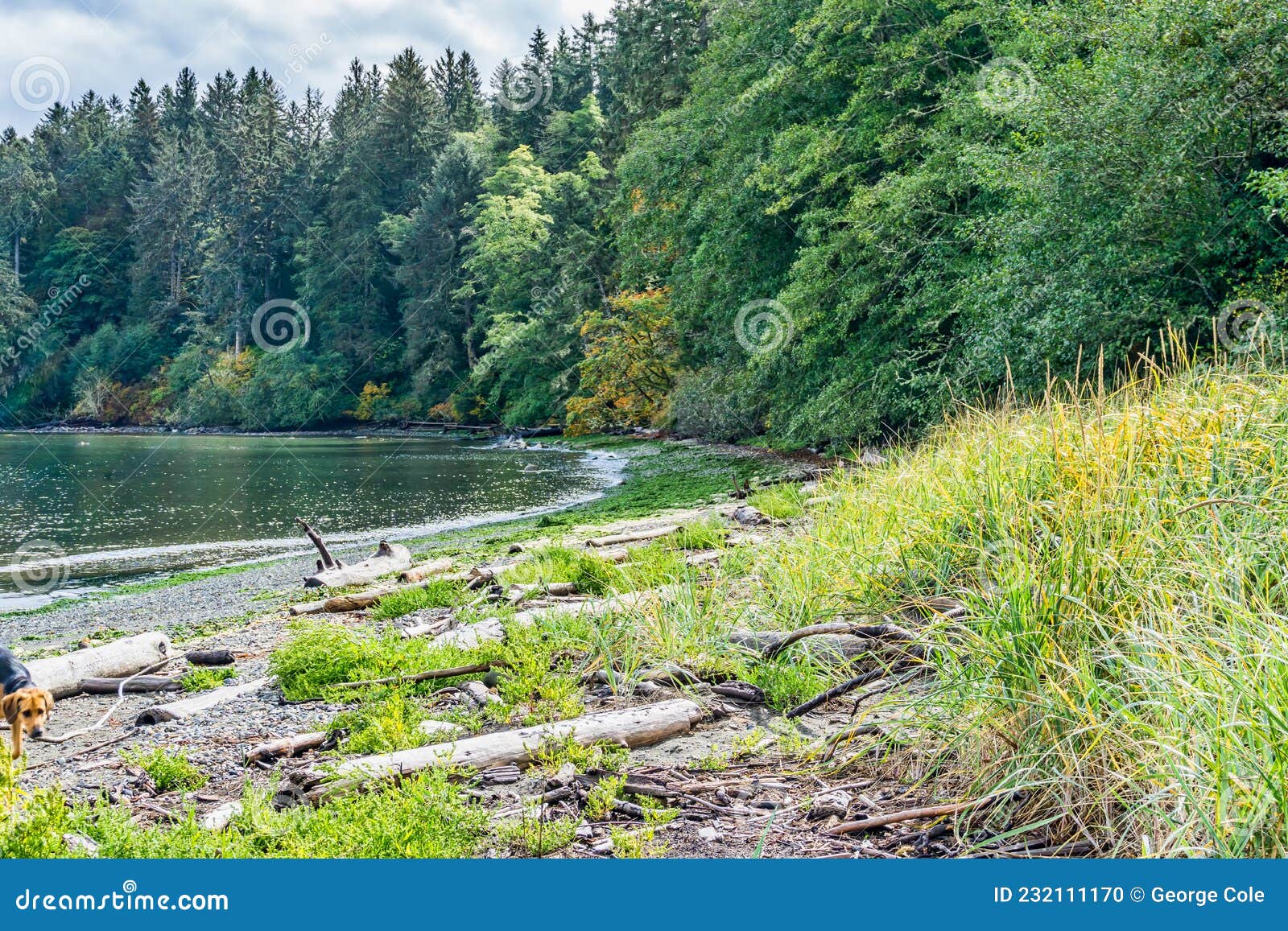 Pillar Point Shoreline stock photo. Image of washington - 232111170