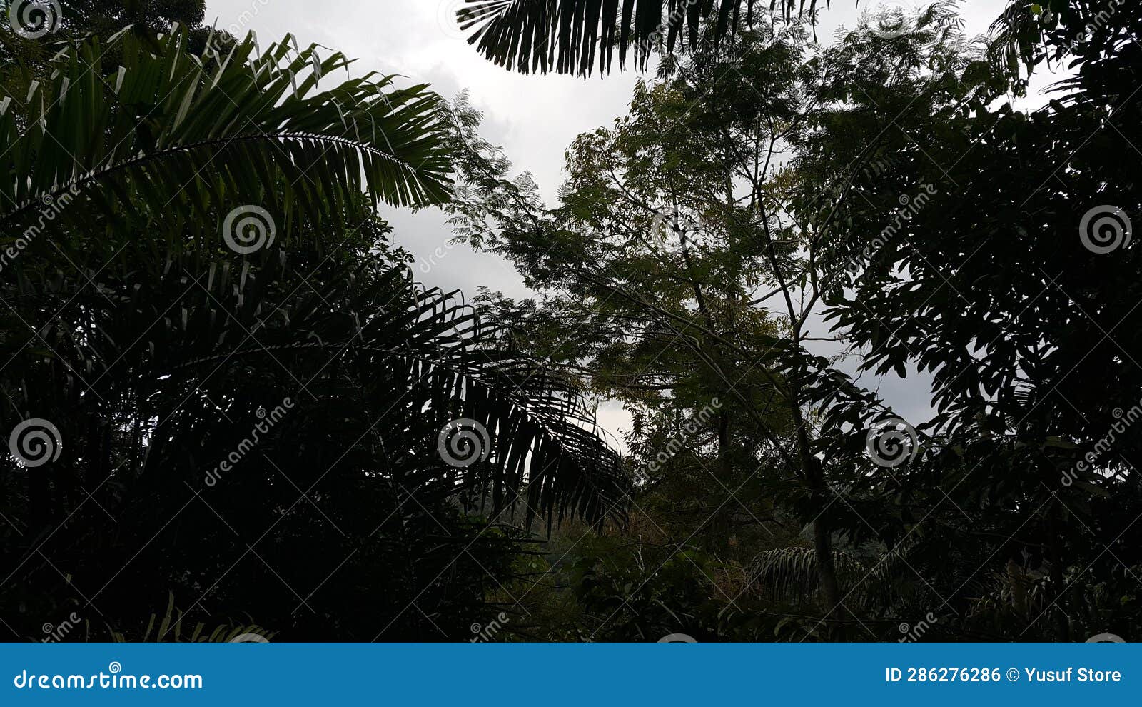 View of a Shot Tree in the Forest Stock Photo - Image of flight ...