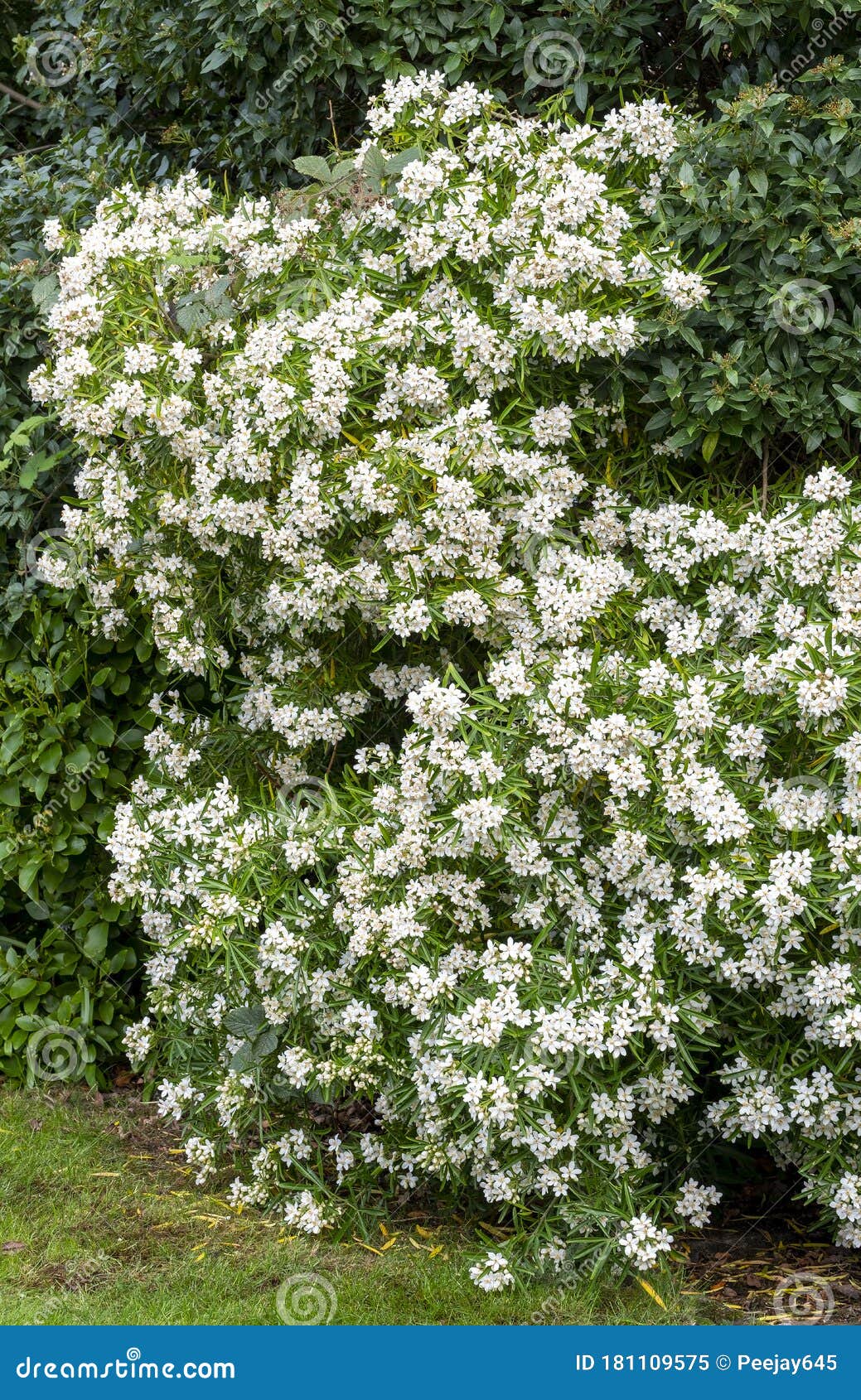 Beautiful Spiraea Alpine Spring Flower Stock Image - Image of ...