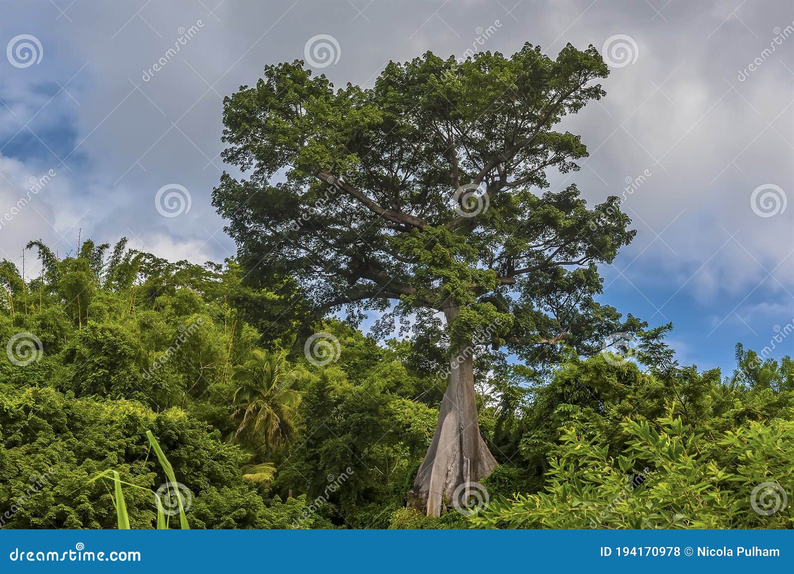 A View of a Silk-cotton Tree in the Jungle of Grenada Stock Photo ...