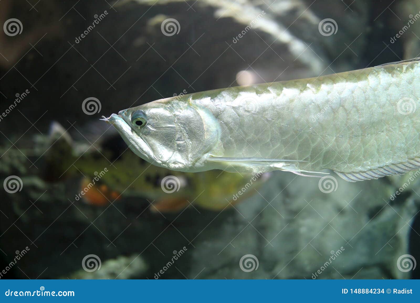View of silver fish stock photo. Image of beauty, sealife - 148884234