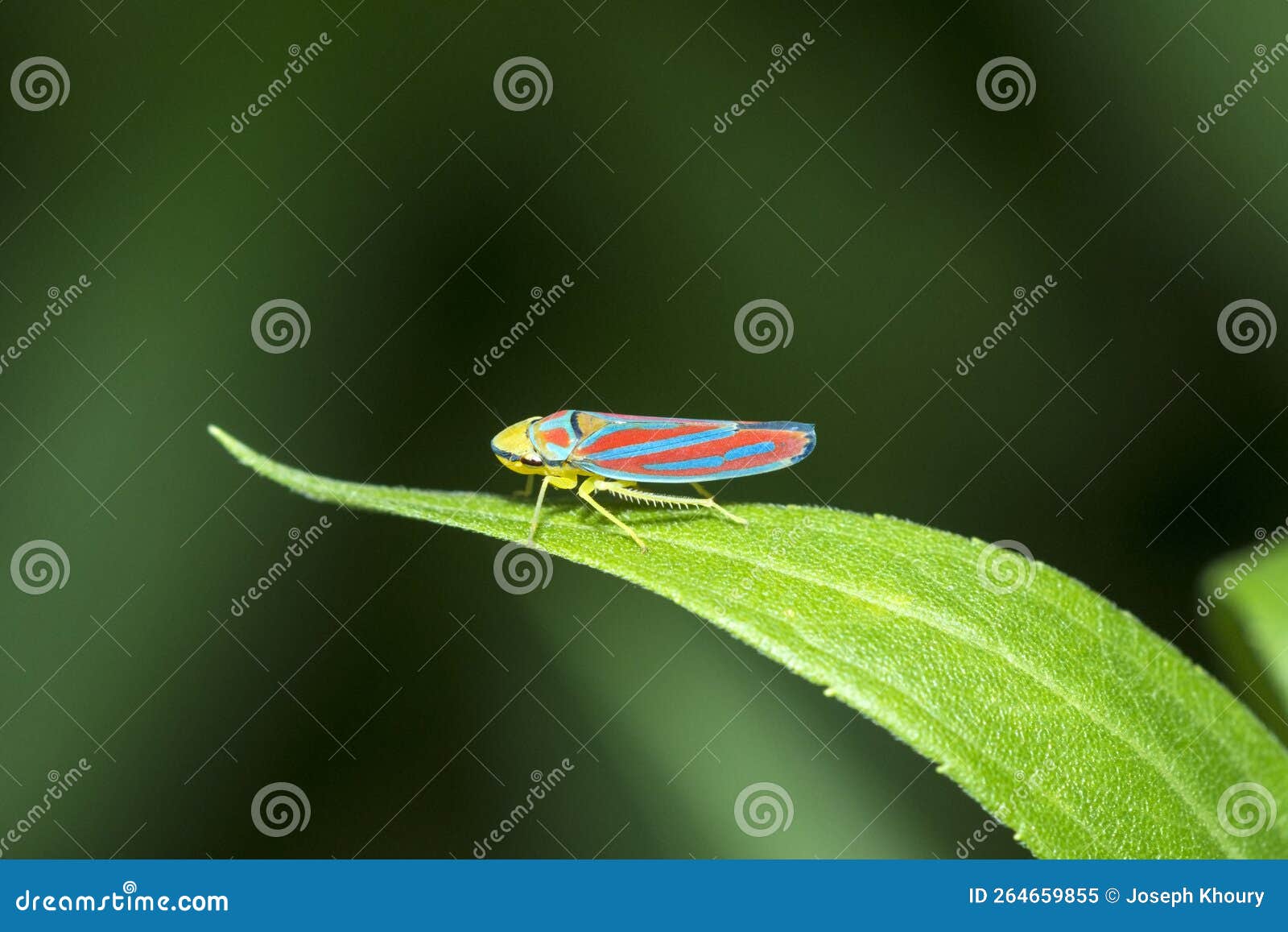 Red-banded Leafhopper Royalty-Free Stock Photo | CartoonDealer.com ...
