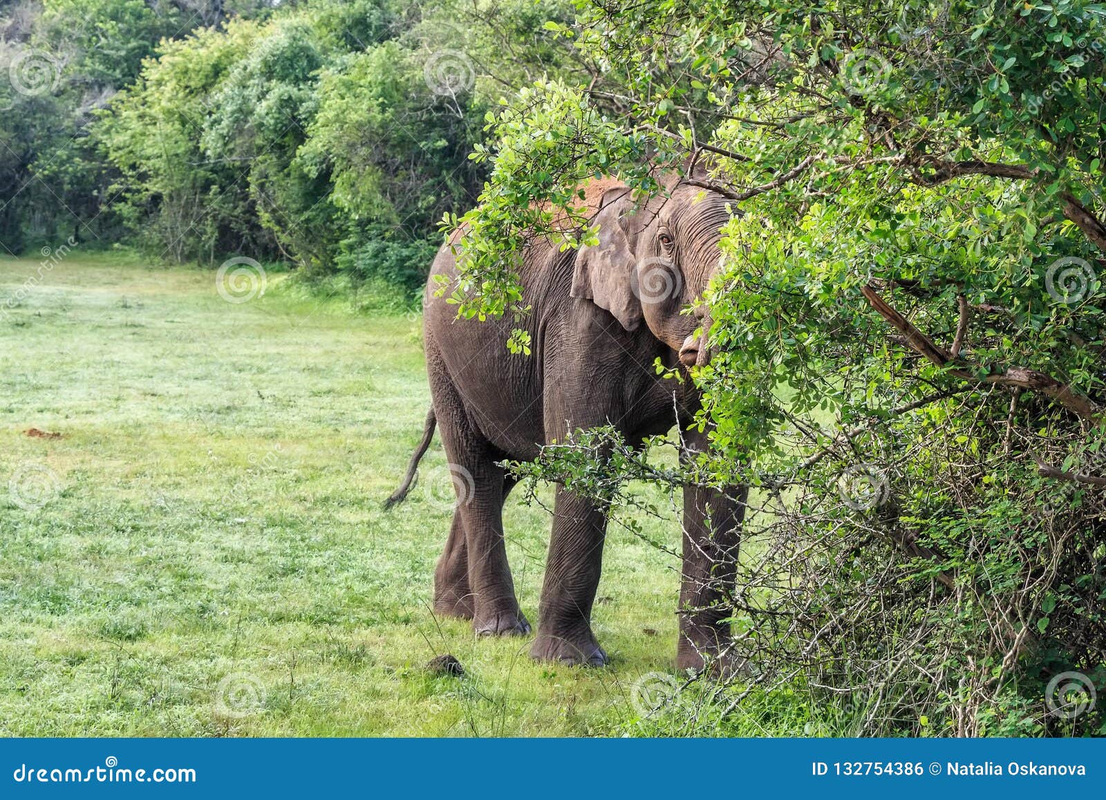 View of Single Elephant in Green Tropical Forest Stock Photo - Image of ...