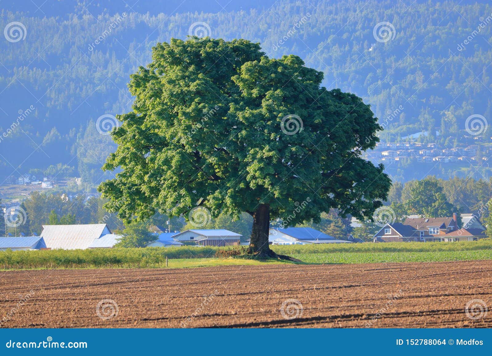 Single Elm tree stock photo. Image of farm, detailed - 152788064