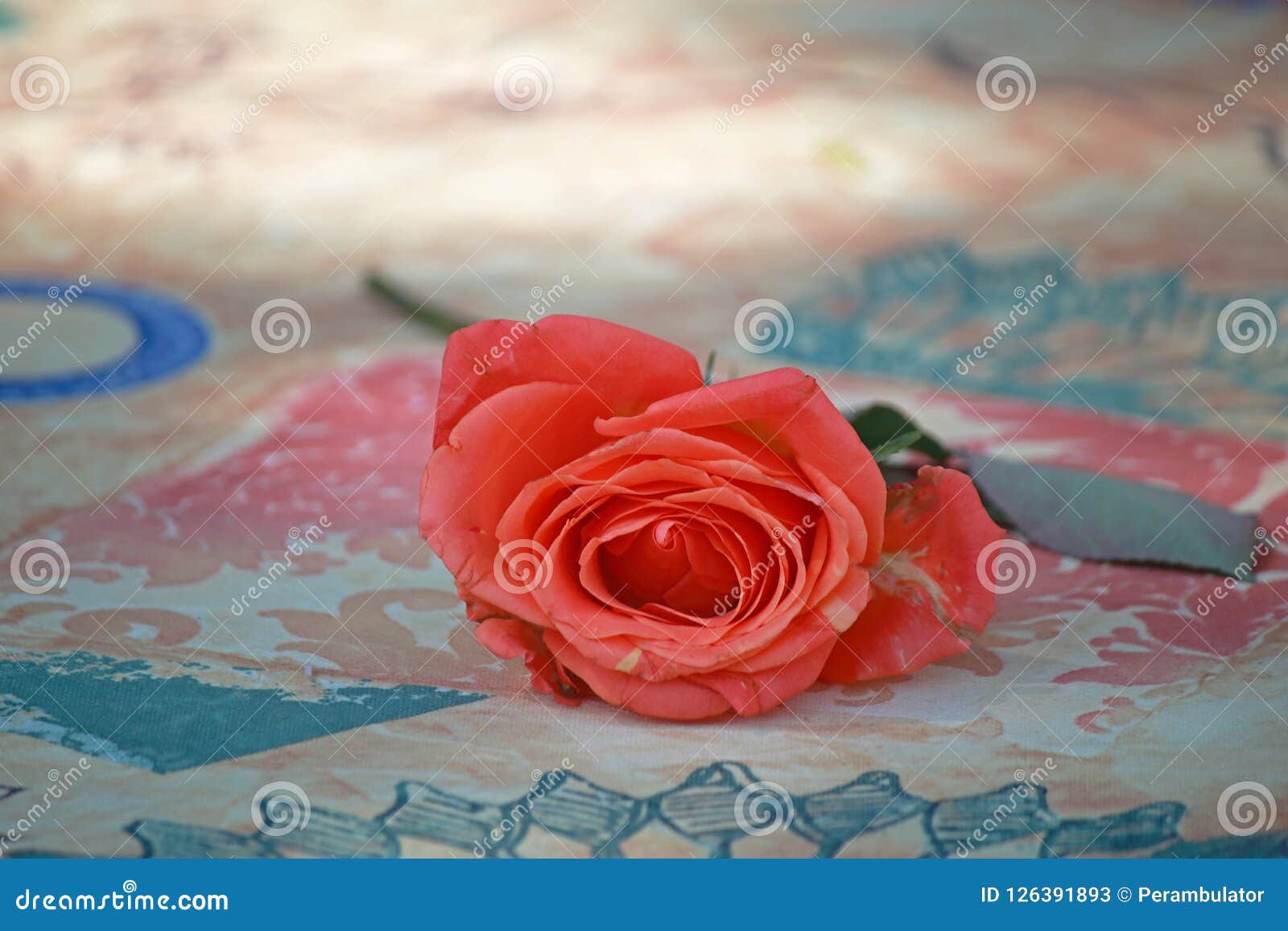 PINK ROSE on TABLE stock image. Image of close, bright - 126391893