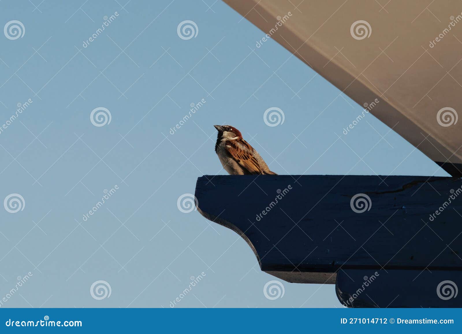 Sparrows stock photo. Image of architecture, design - 271014712