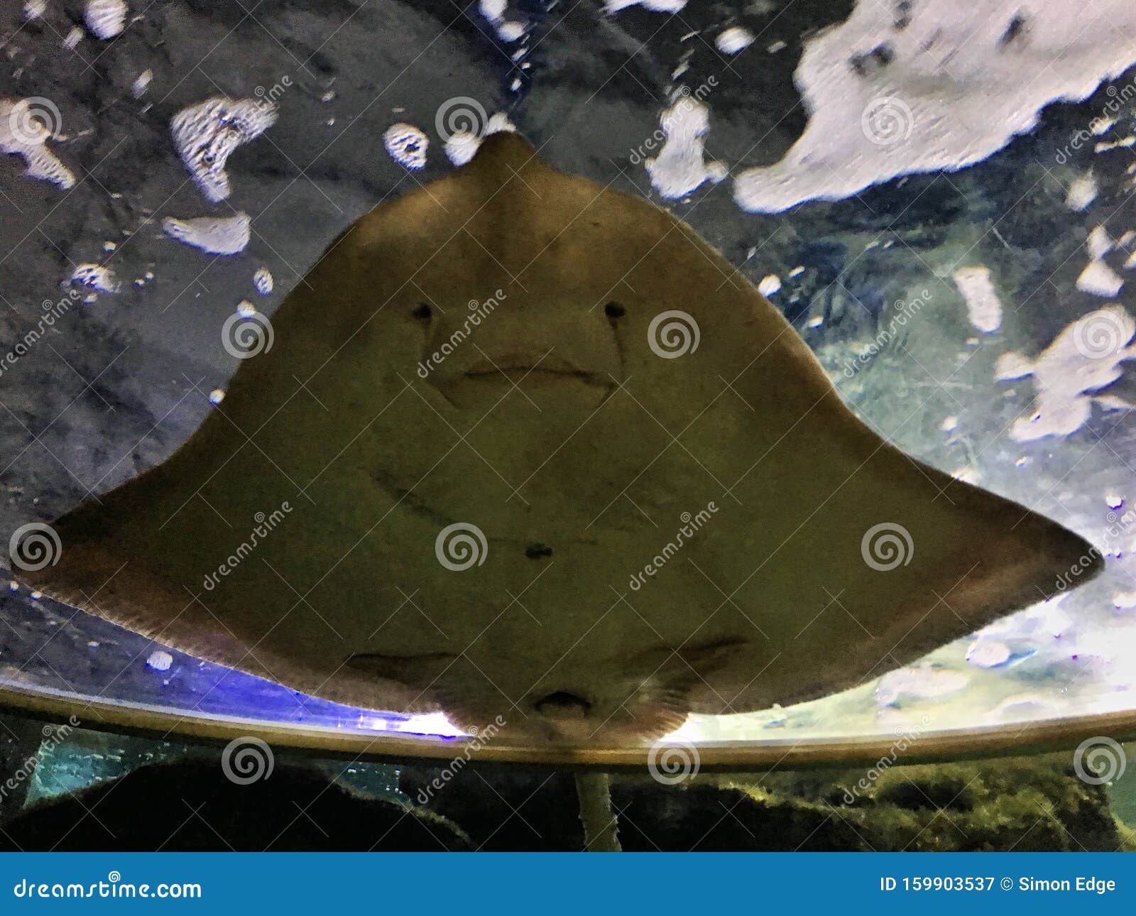 A View of a Skate Fish from Below Stock Image - Image of aquarium ...