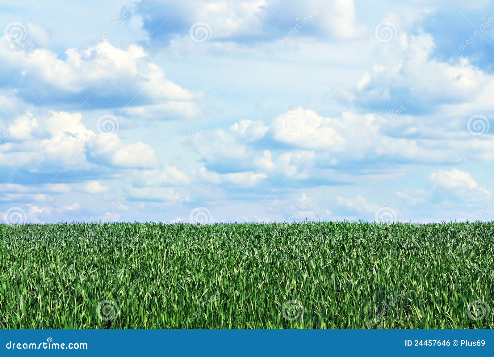 View of the Sky through the Green Grass Stock Photo - Image of land ...