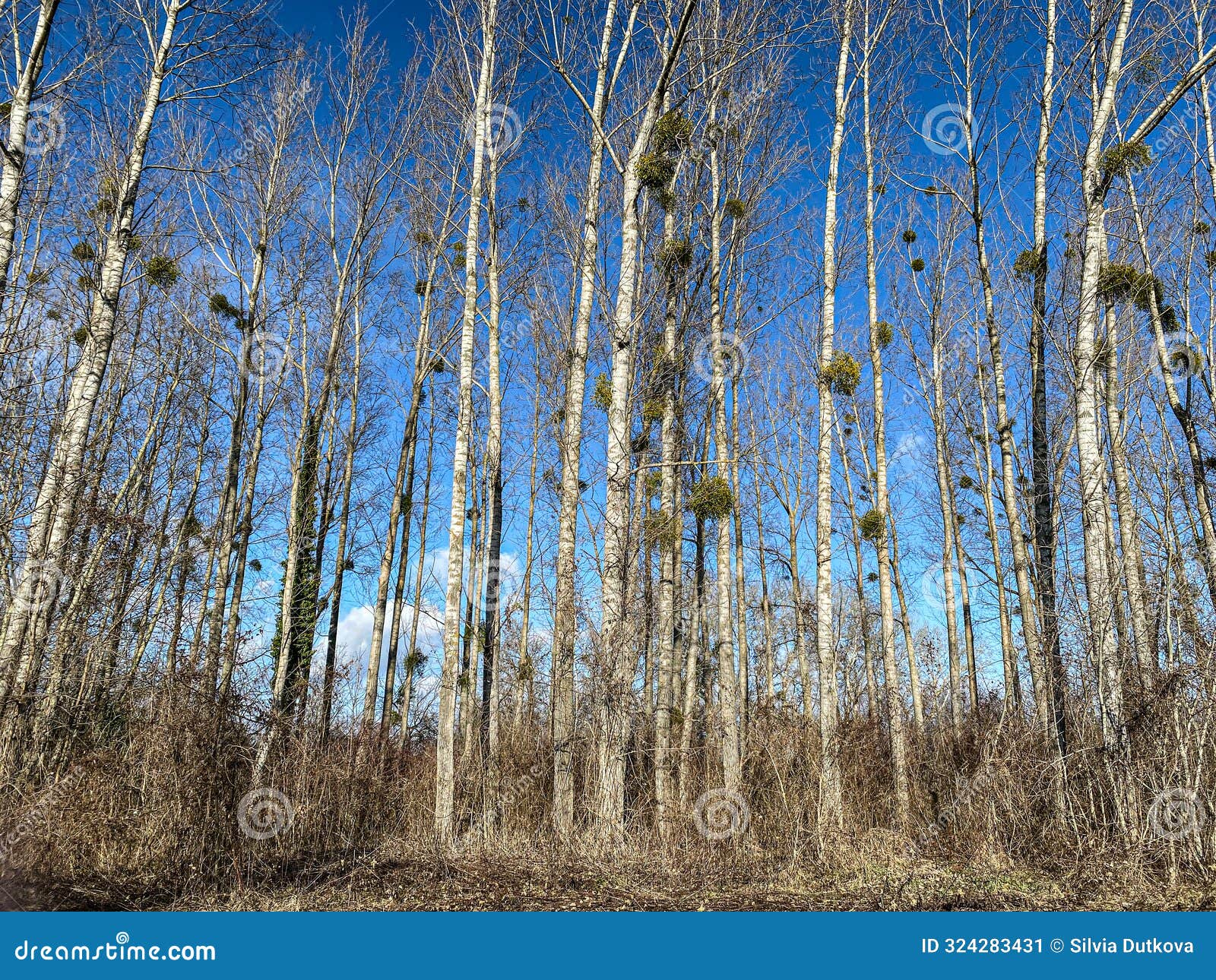 View of the Sky Hidden with High Trees Covered with Mistletoe Stock ...
