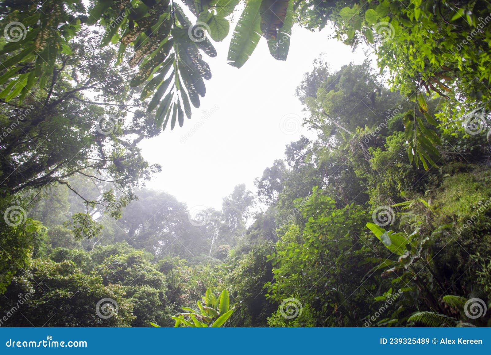 The View of the Sky Seen from Inside the Shady Forest Adds To the ...