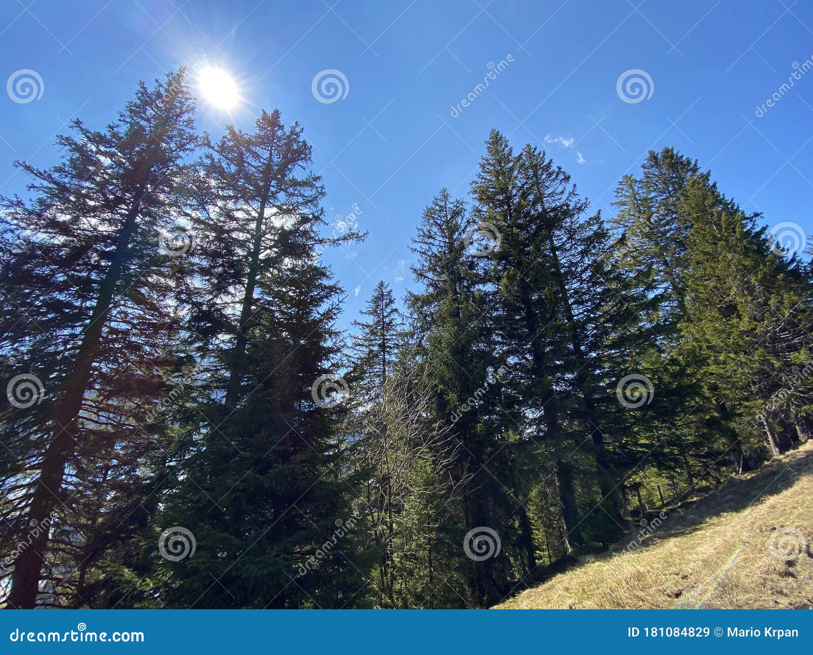 View of the Sky and Sun through the Branches of Trees in Early Spring ...