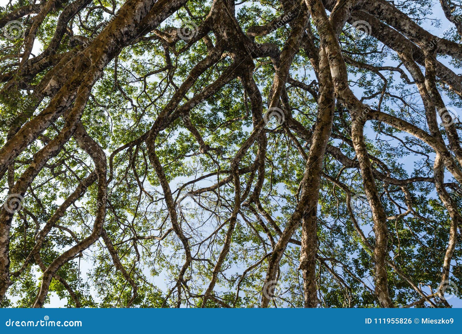 View of the Sky through Tree Branches Stock Photo - Image of greenery ...