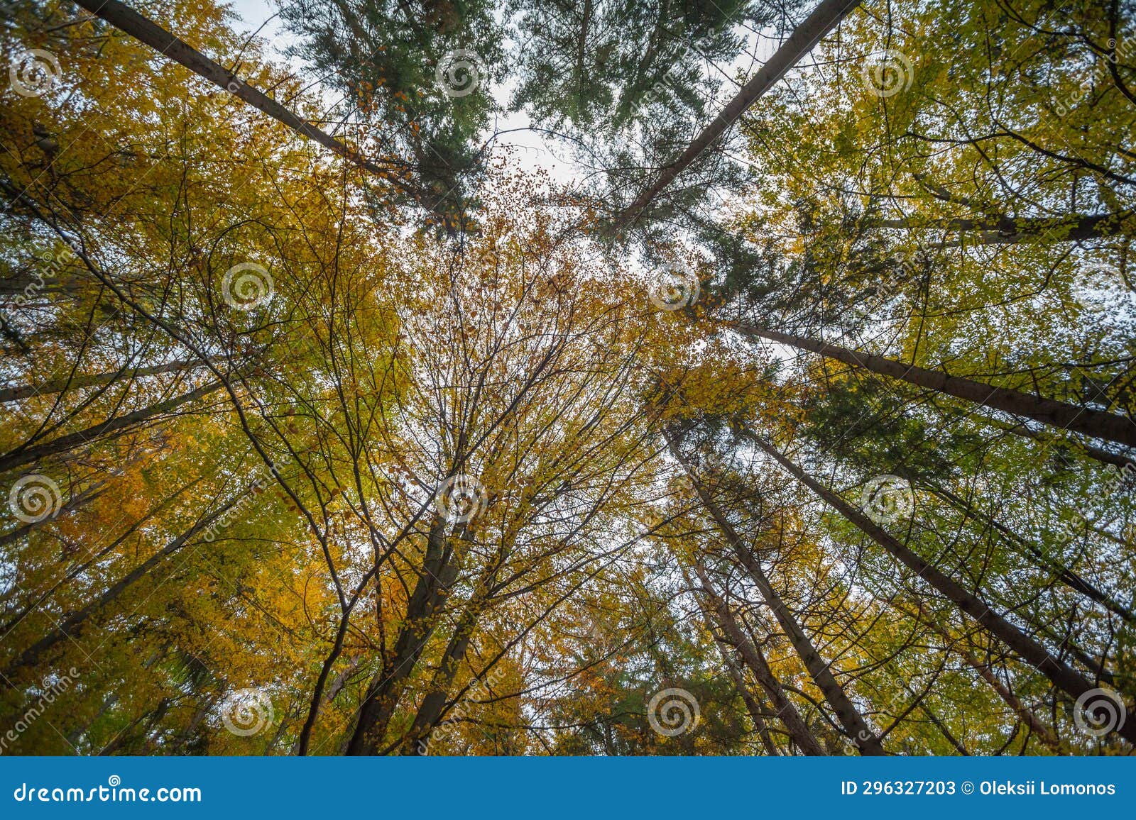 A View of the Sky through the Trees from Below the Leaves and Branches ...