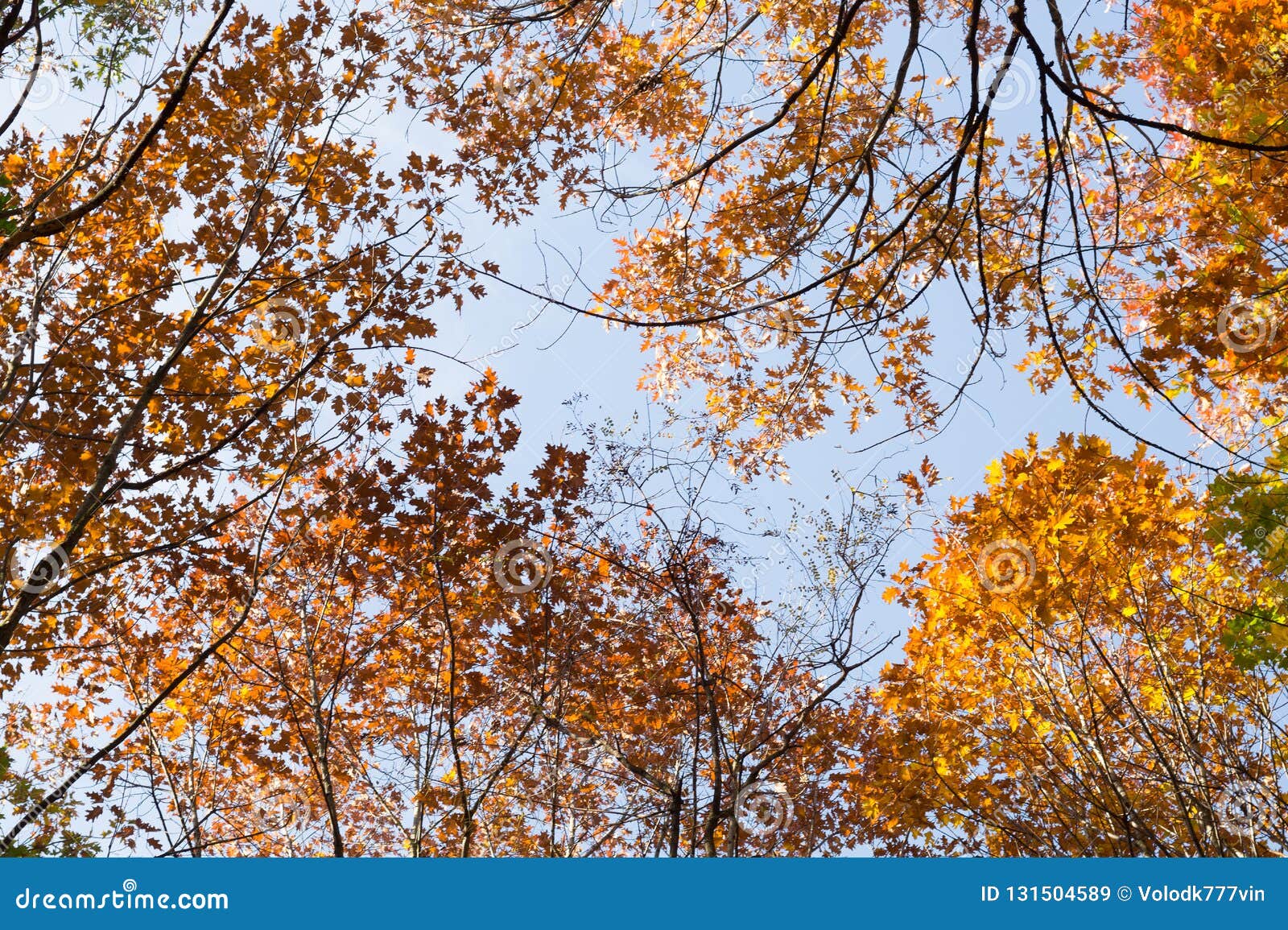 View of the Sky through the Treetops Stock Image - Image of leaves ...