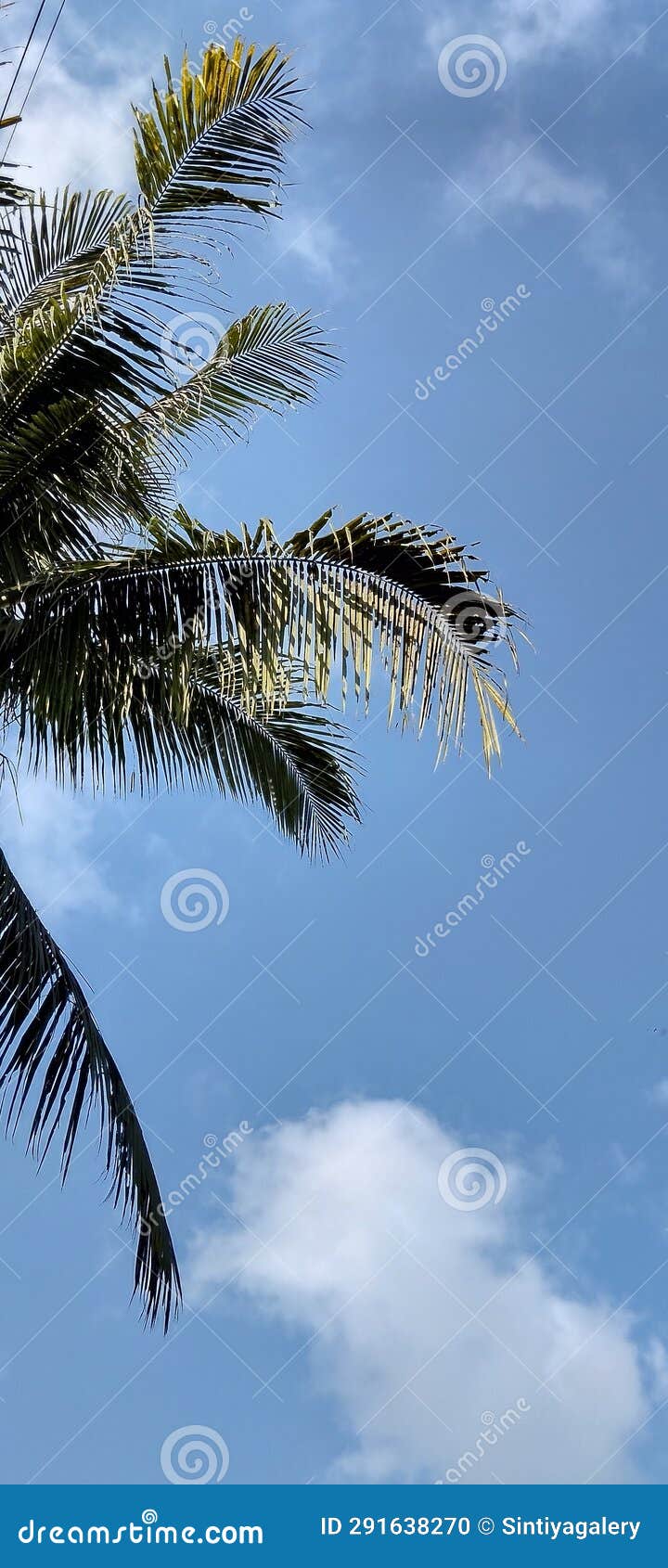 View of the Sky from Under a Coconut Tree Stock Photo - Image of ...