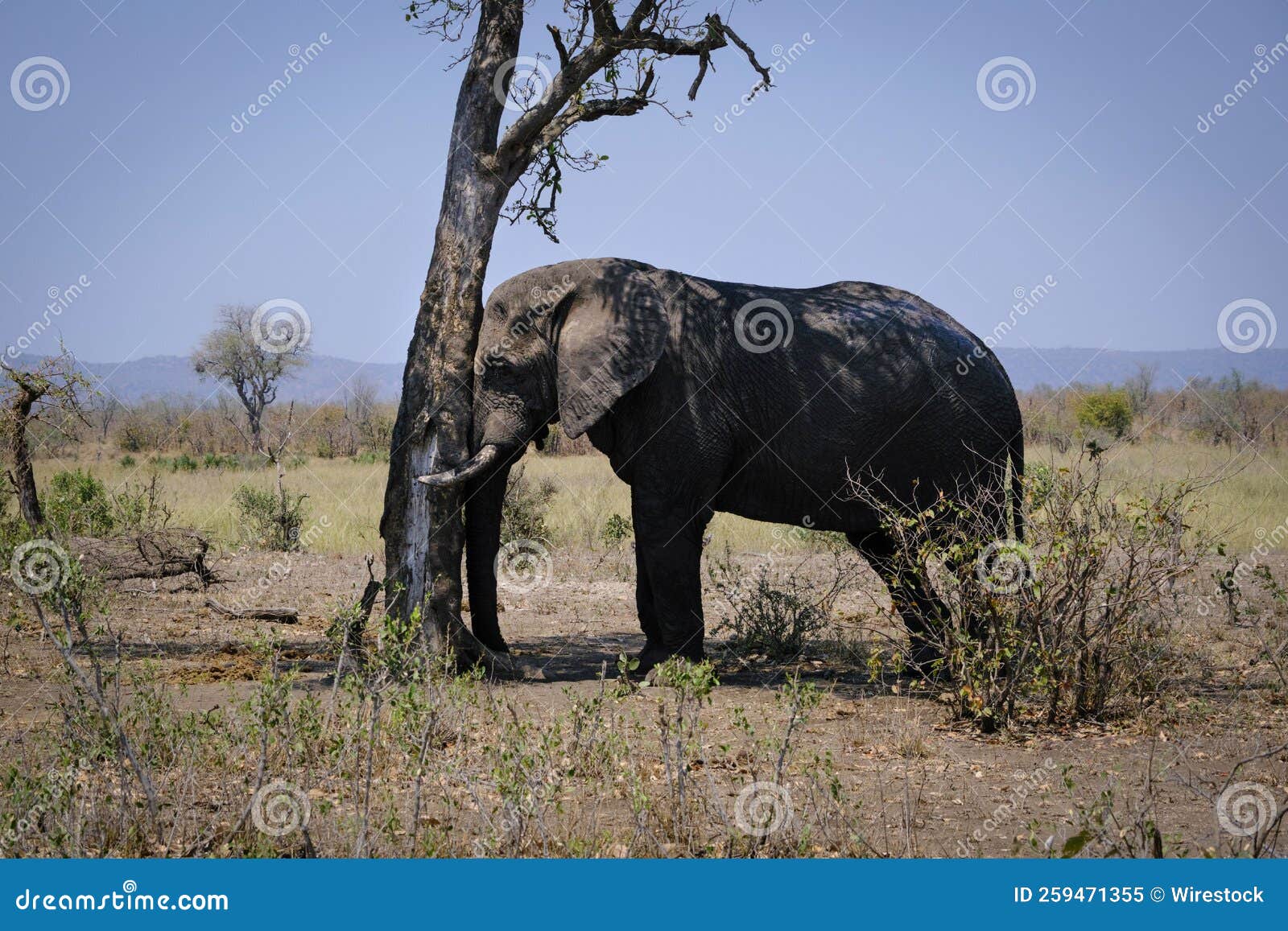 View of the Sleeping and Standing Elephant Stock Image - Image of view ...