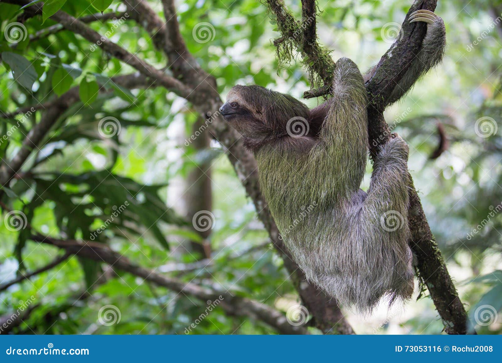 View of the Sloth on the Tree / Costa Rica Stock Photo - Image of ...