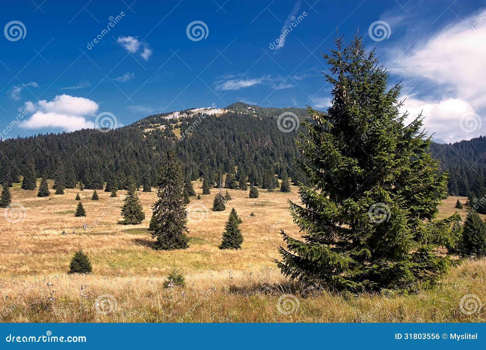 View of the Slovak Mountains Stock Photo - Image of natural, tree: 31803556