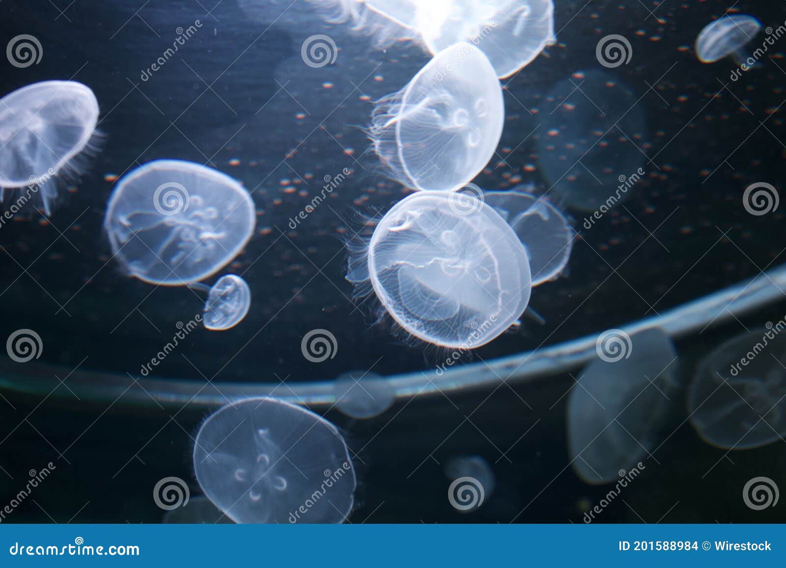 View of a Smack of Jellyfish Swimming Underwater Stock Photo - Image of ...
