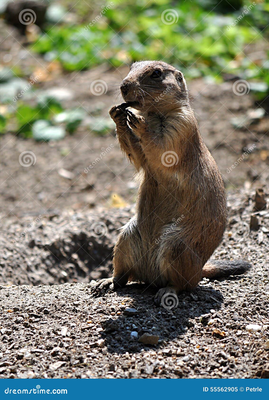 View of a Small Animal - Whiz Stock Image - Image of flora, grass: 55562905