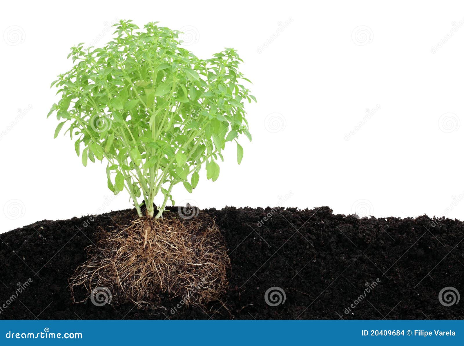View of a Small Basil Plant in Soil Stock Photo - Image of food, flora ...