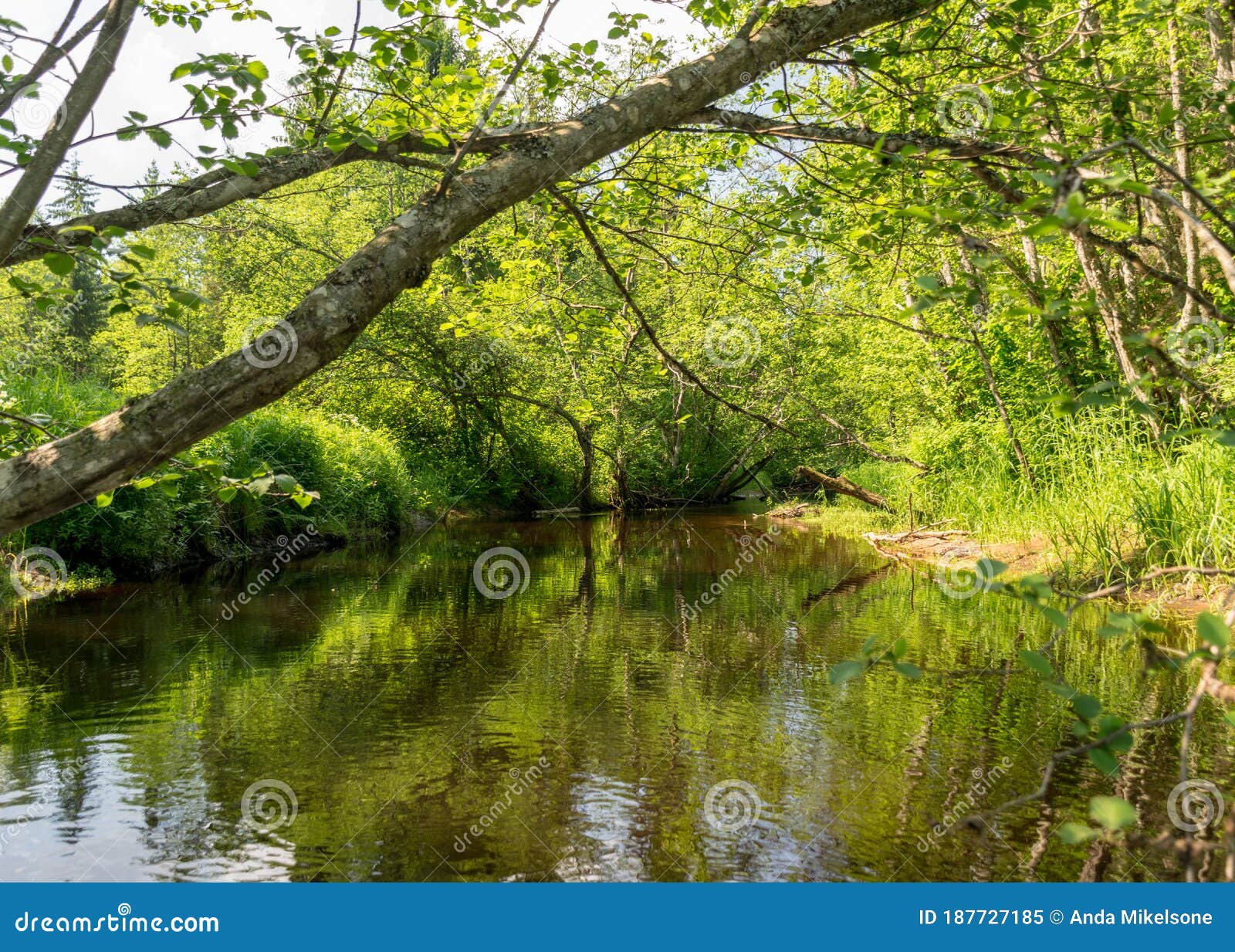 A Small Brown River, Trees Fall into the Water, Low River Calm,.summer ...