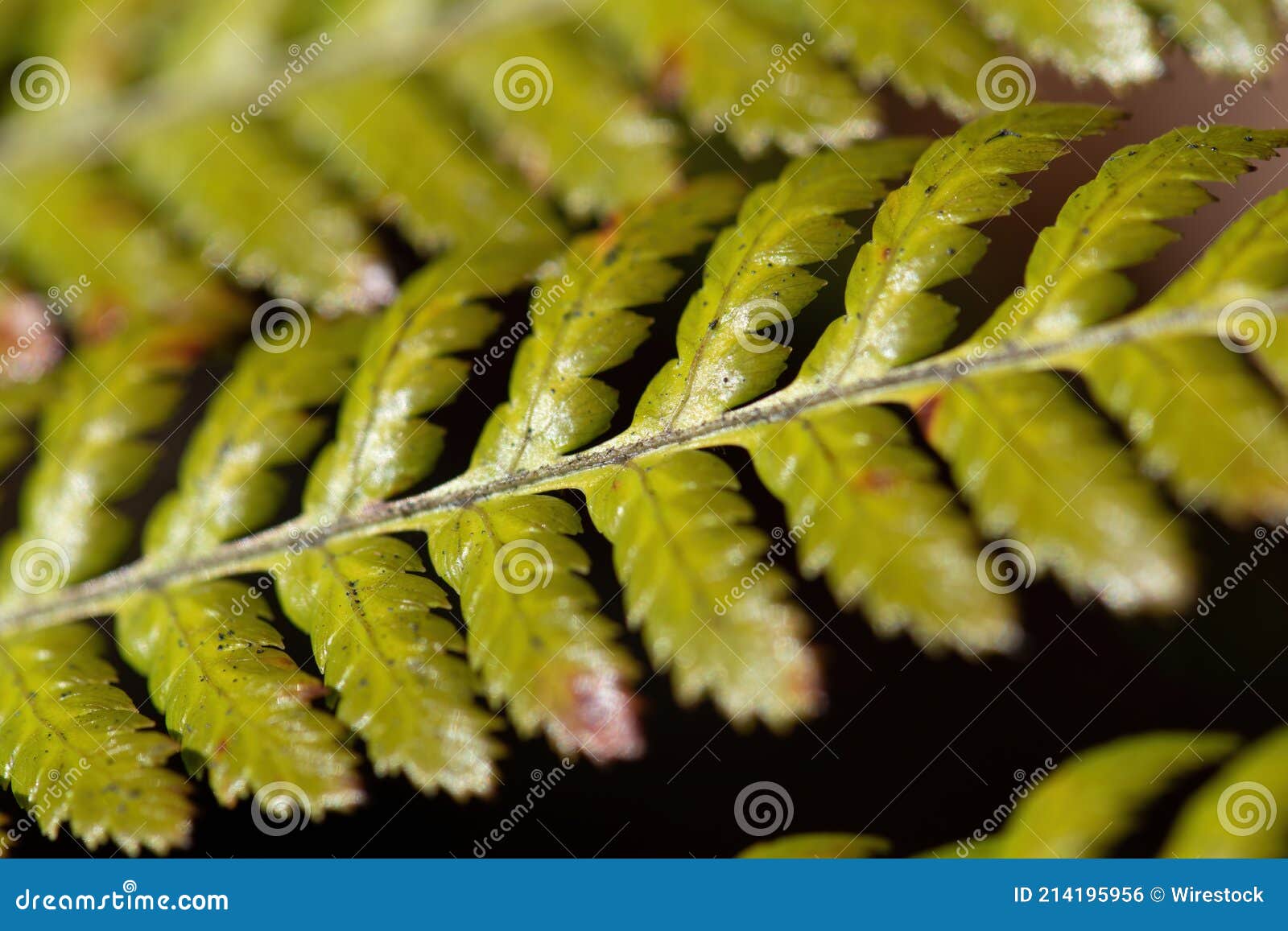 View of Small Fern Fronts with Leaves Stock Photo - Image of fern, leaf ...