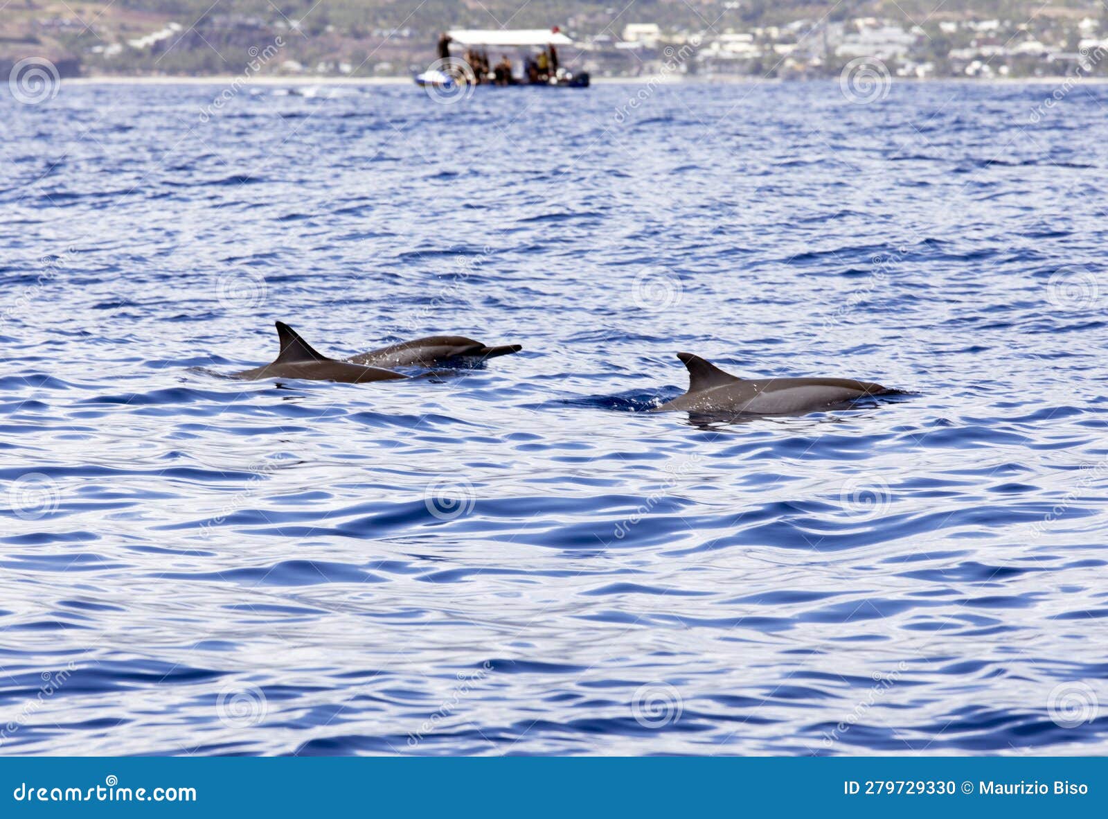 View of Small Group of Dolphins Stock Photo - Image of underwater ...