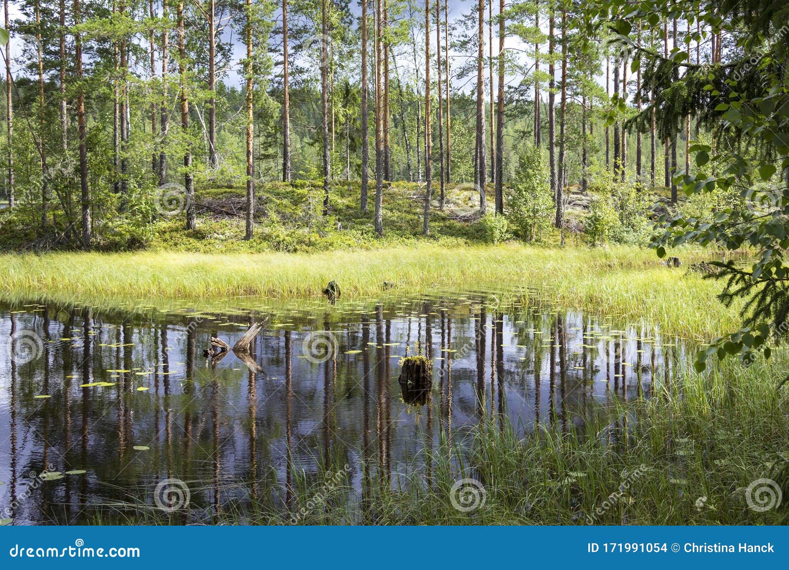 View of a Small Idyllic Pond in a Swedish Forest Stock Photo - Image of ...