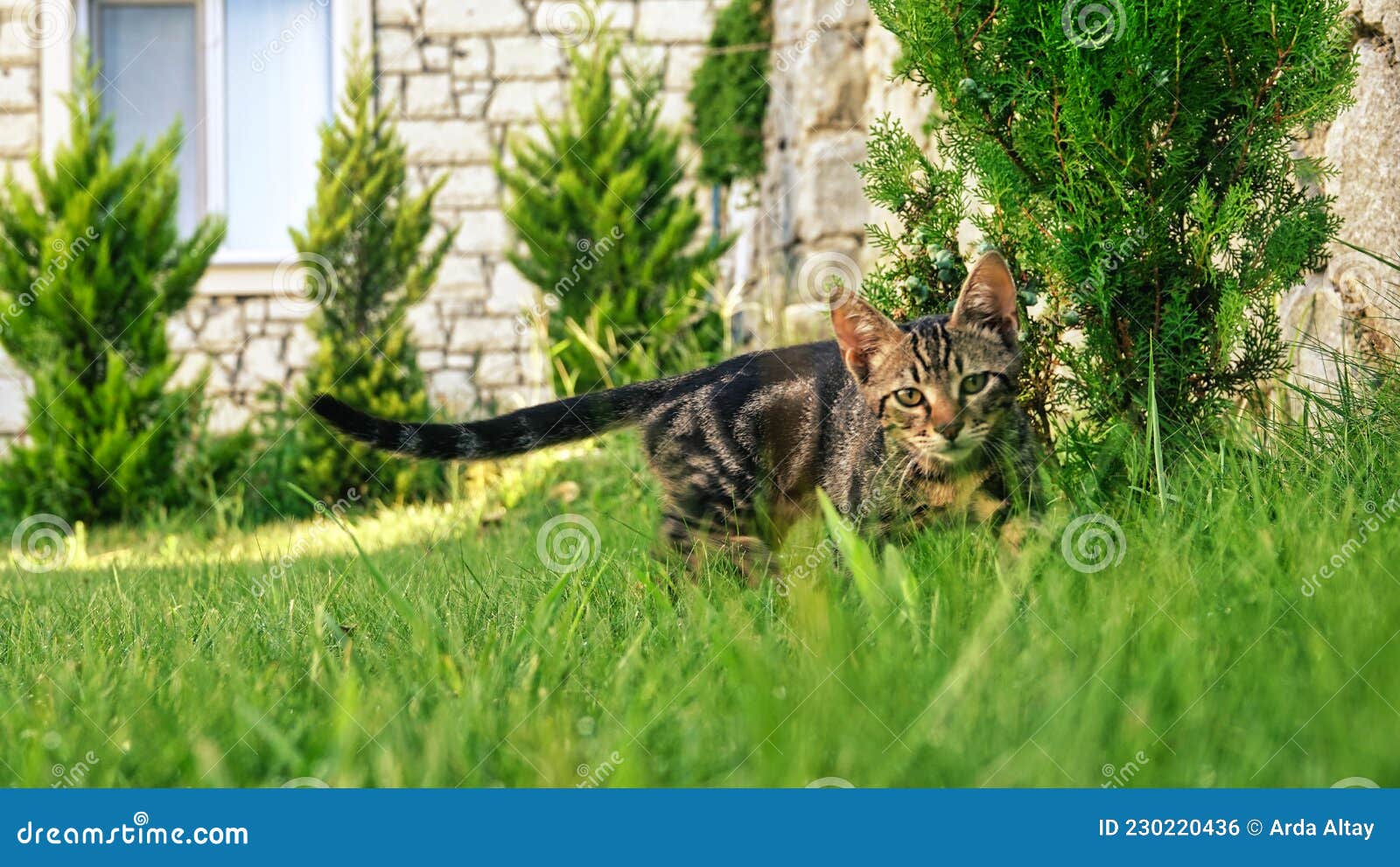 Small Kitten Tabby Cat Chasing Prey in the Garden Stock Photo - Image ...