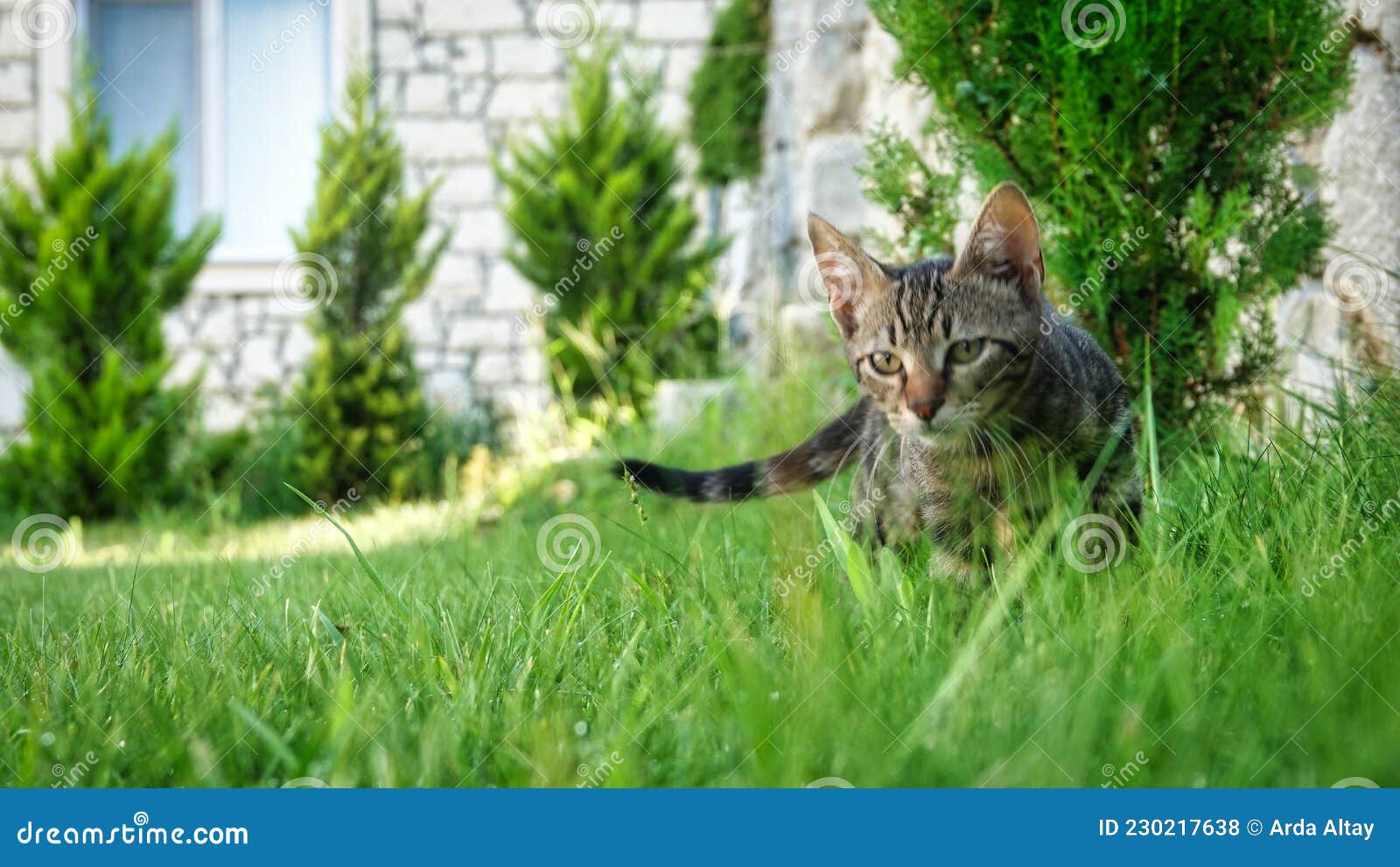 Small Kitten Tabby Cat Chasing Prey in the Garden Stock Photo - Image ...