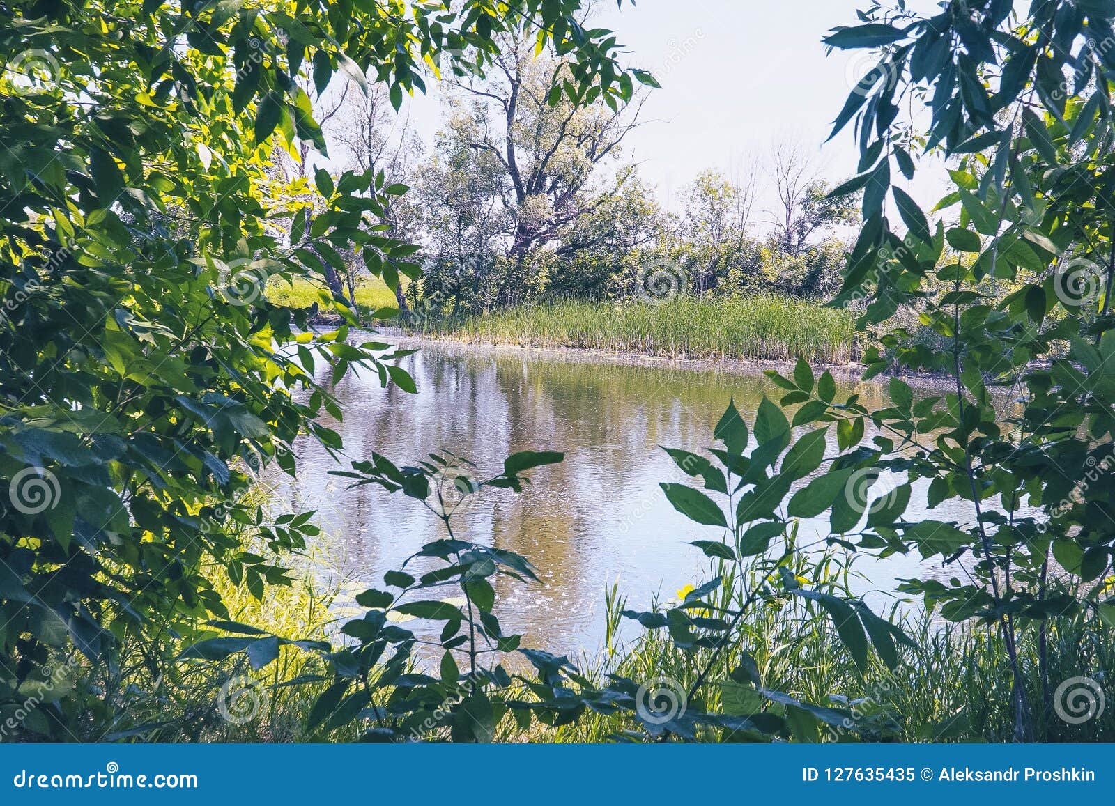 View of a Small Lake through the Branches Stock Image - Image of forest ...