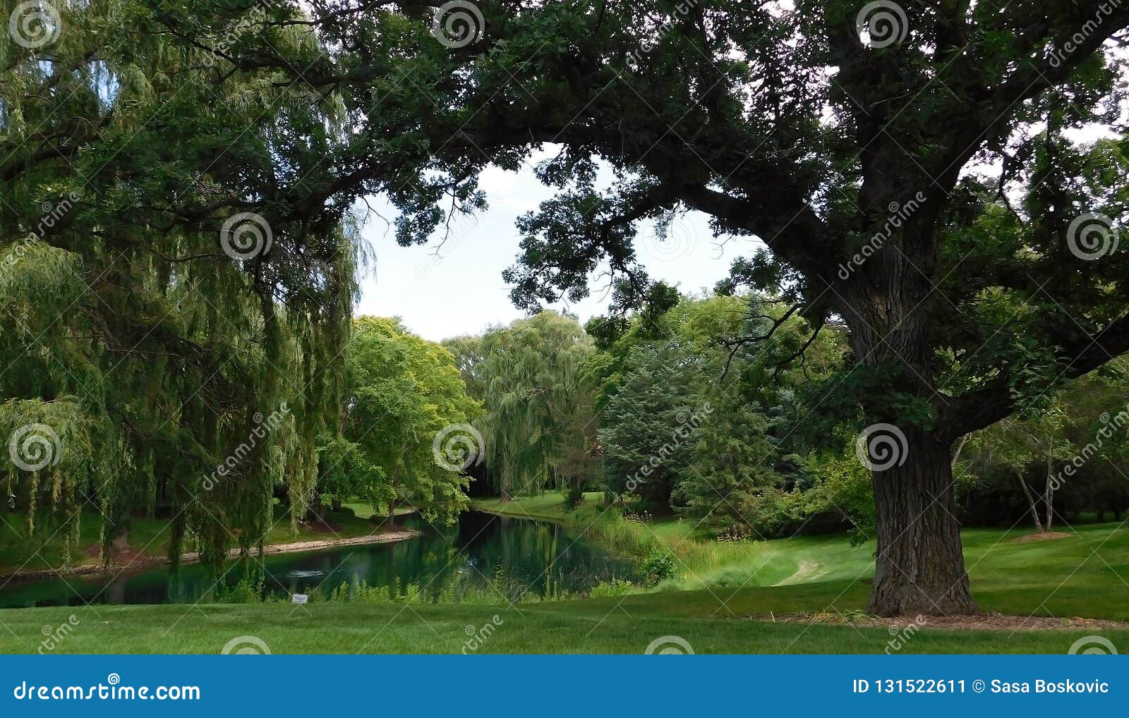 View of a Small Lake Surrounded by Big Trees Stock Image - Image of ...