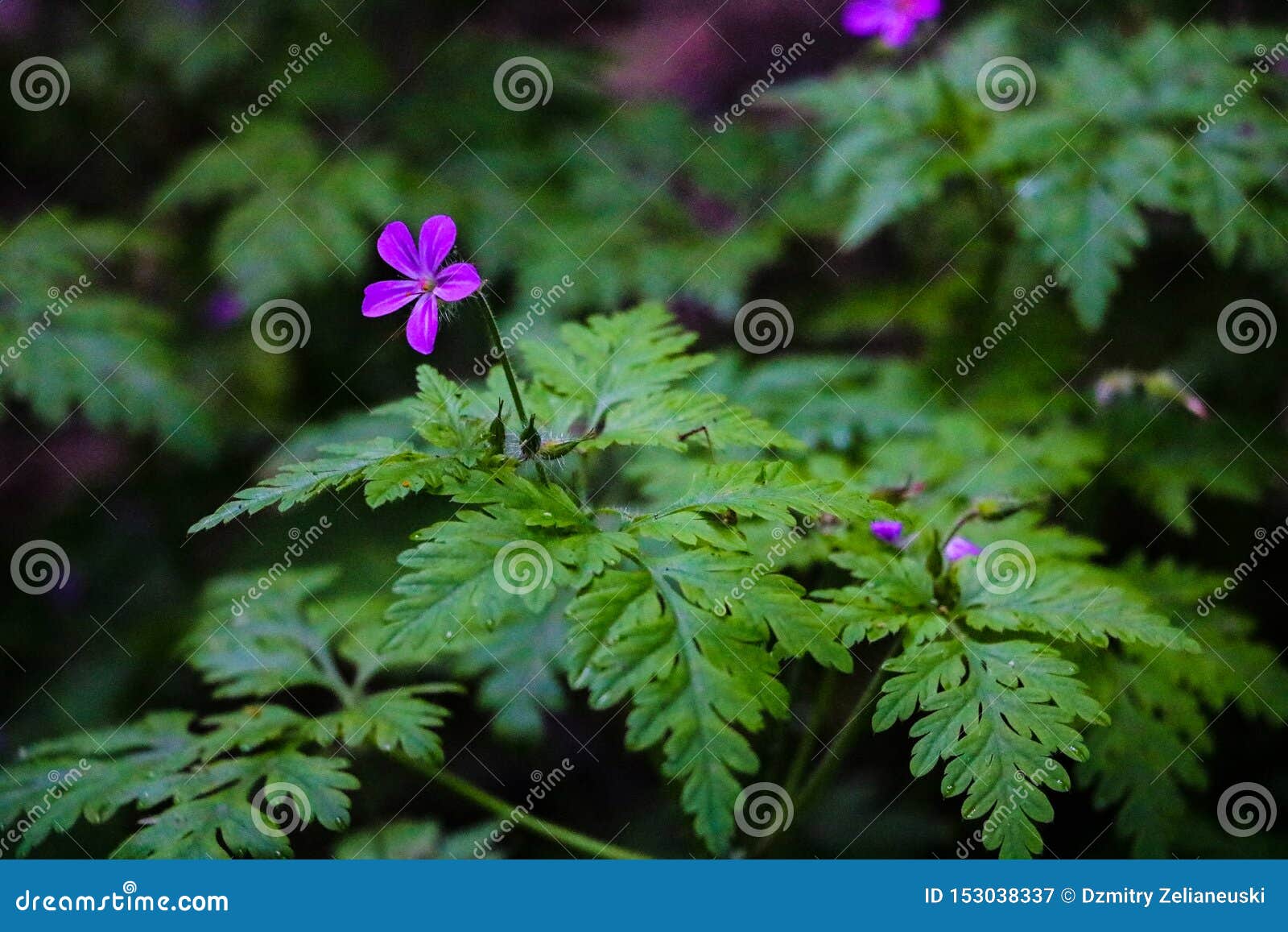 View of a Small Purple Wild Geranium Flower Hidden in Green Grass Stock ...