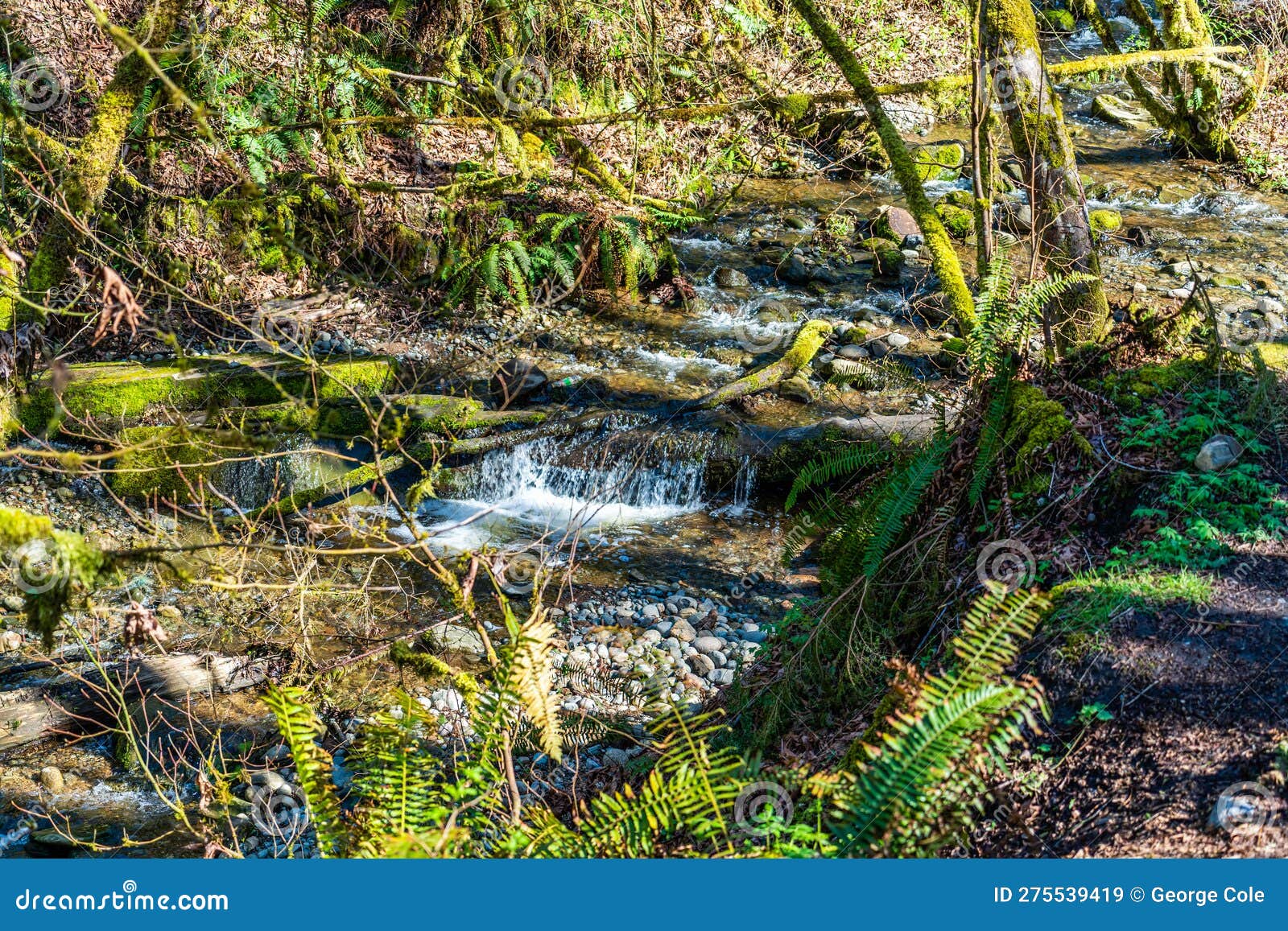 Cedar River Trail Stream 3 stock image. Image of water - 275539419