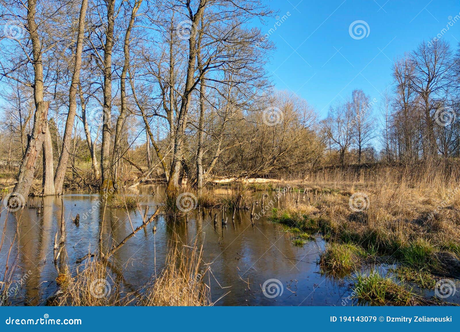 A Small Swamp With Light Falling Down On The Water In The Jungle Of The ...
