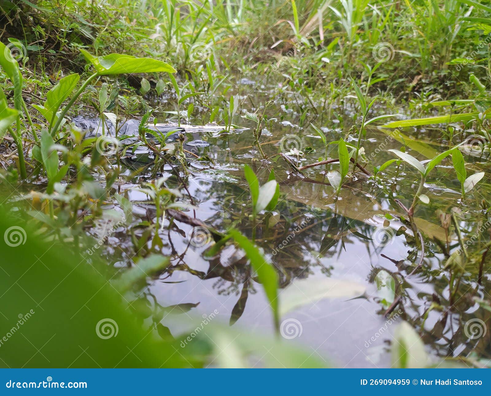 View of a Small Swamp on the Edge of the Village Stock Image - Image of ...