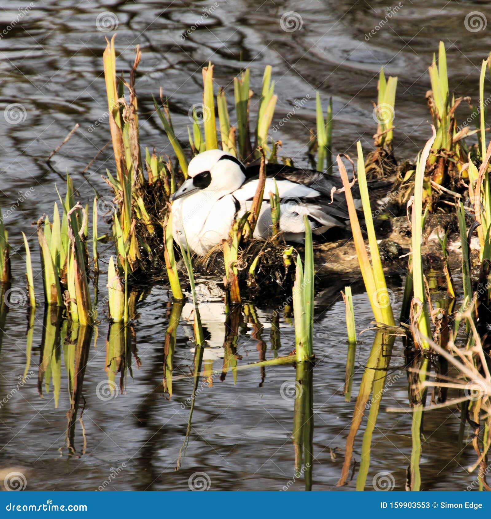 A view of a Smew Duck stock image. Image of reserve - 159903553