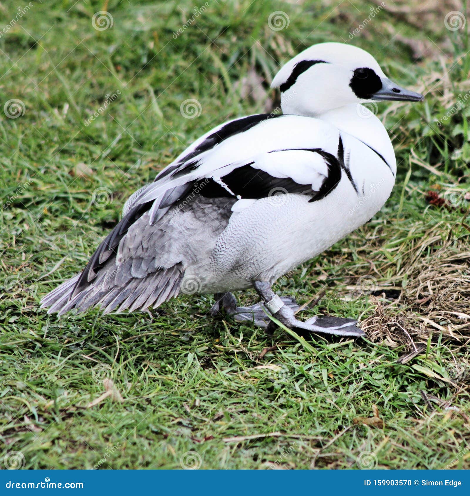 A view of a Smew Duck stock photo. Image of natural - 159903570