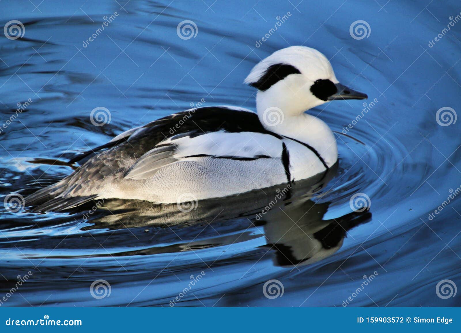 A view of a Smew Duck stock photo. Image of natural - 159903572