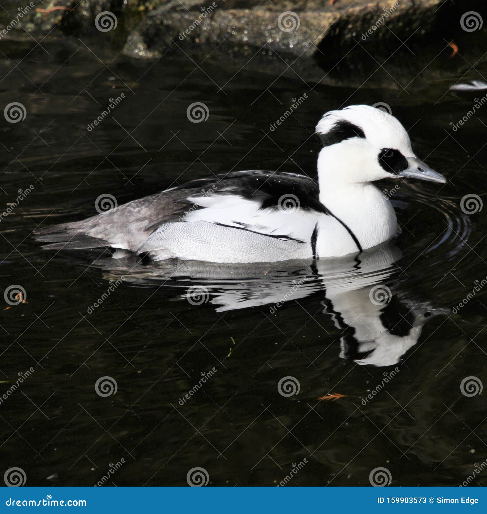 A view of a Smew Duck stock image. Image of view, smew - 159903573