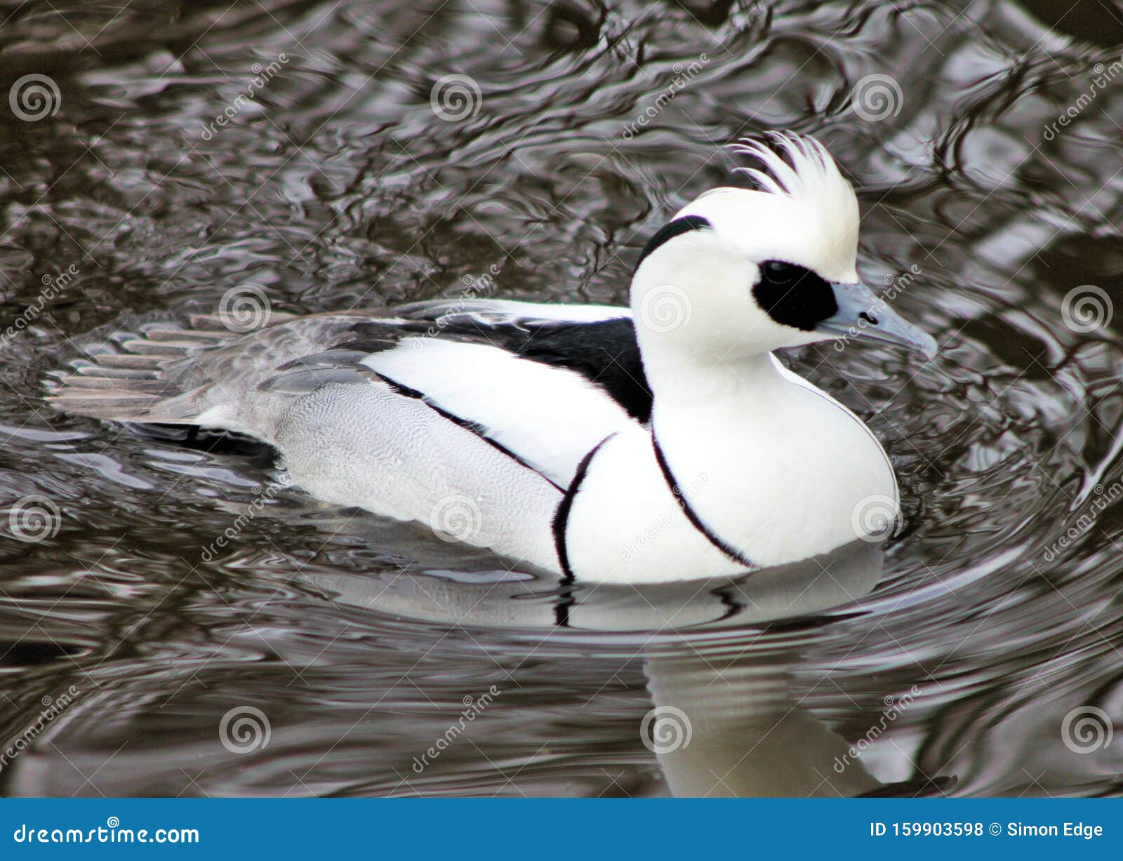 A view of a Smew Duck stock photo. Image of birds, martin - 159903598
