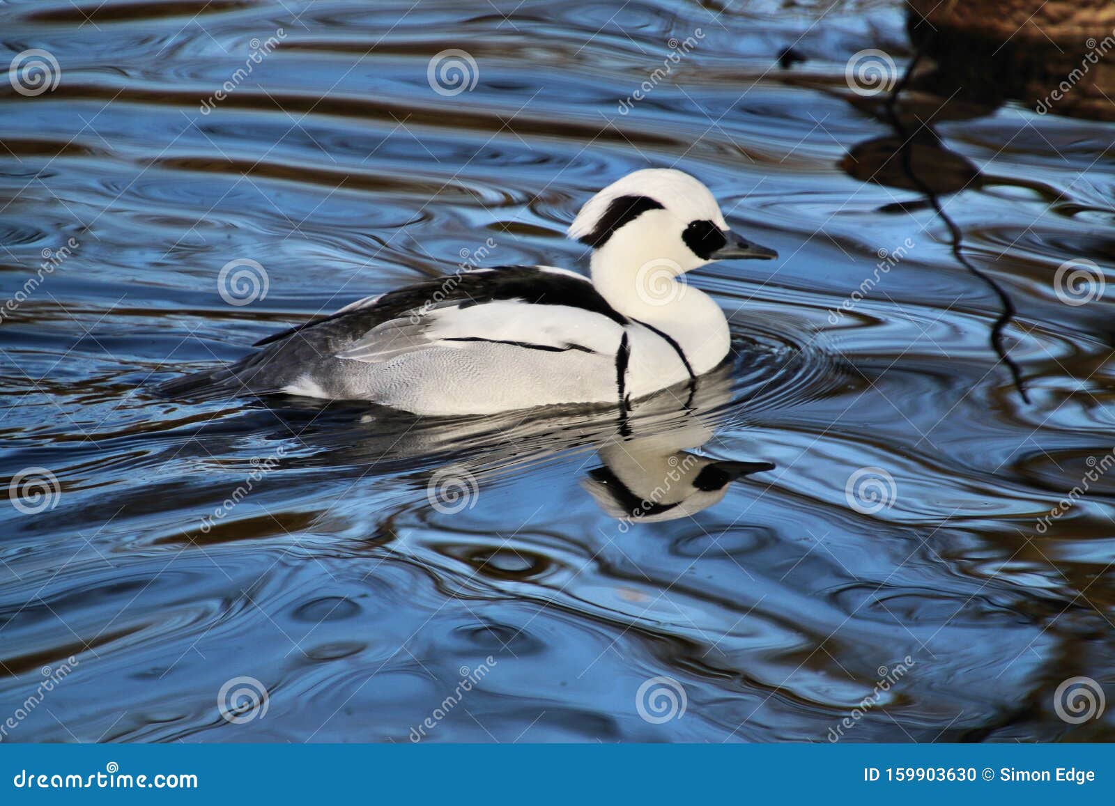 A view of a Smew Duck stock photo. Image of natural - 159903630