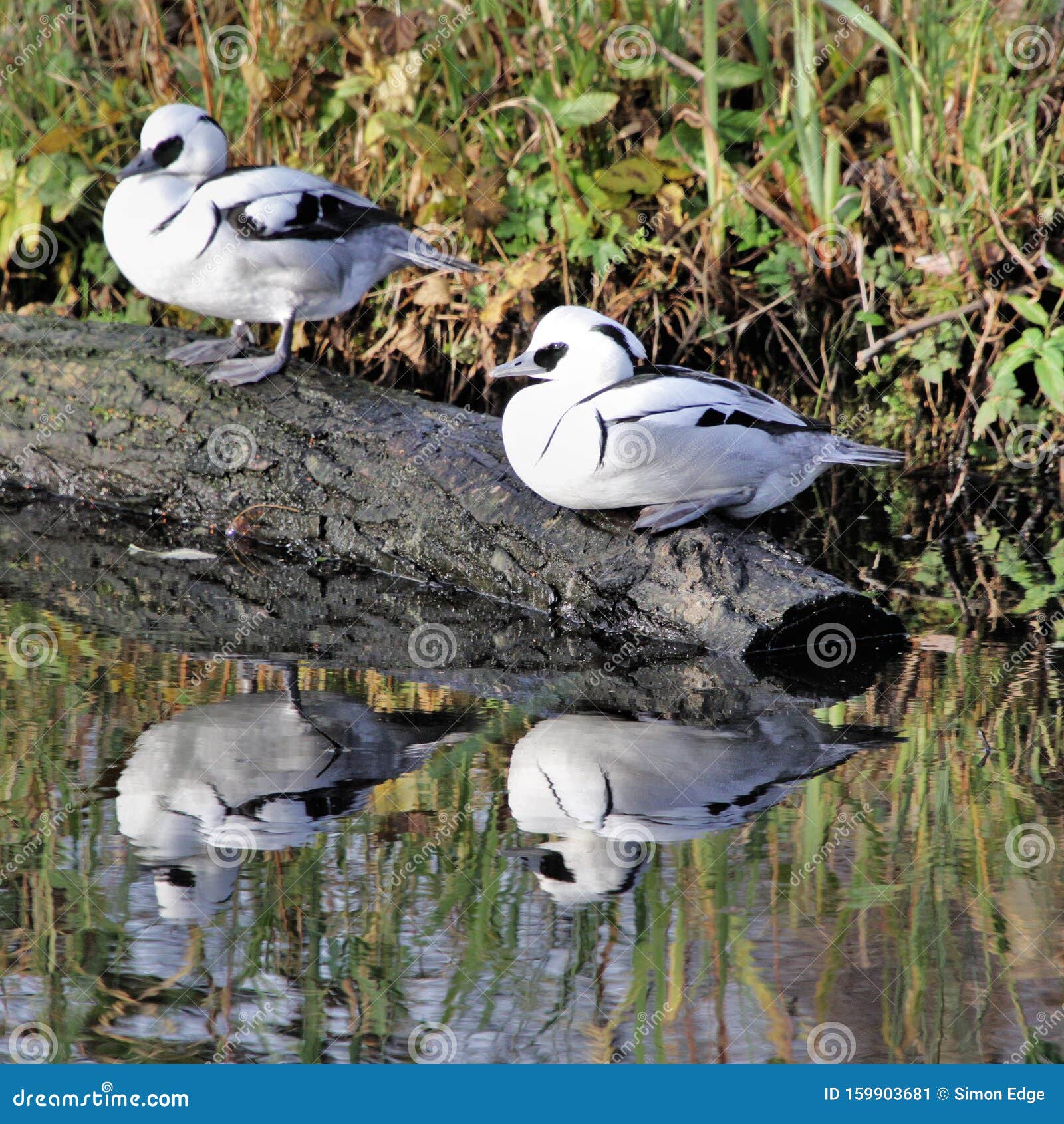 A view of a Smew Duck stock image. Image of reserve - 159903681