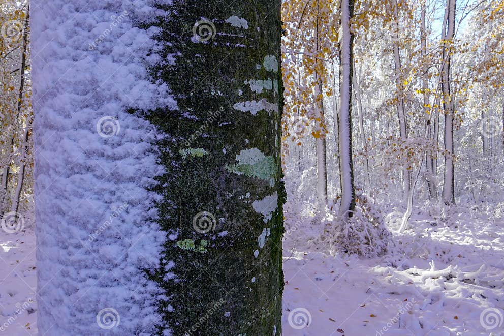 View of Snow-covered Tree Trunks in a Tranquil Forest Stock Photo ...