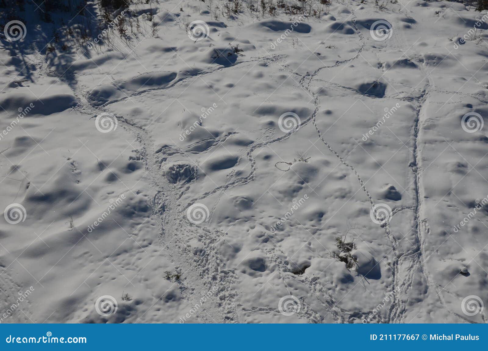 View of a Snowy Meadow with Long Snowy Human Footprints. Drone View ...