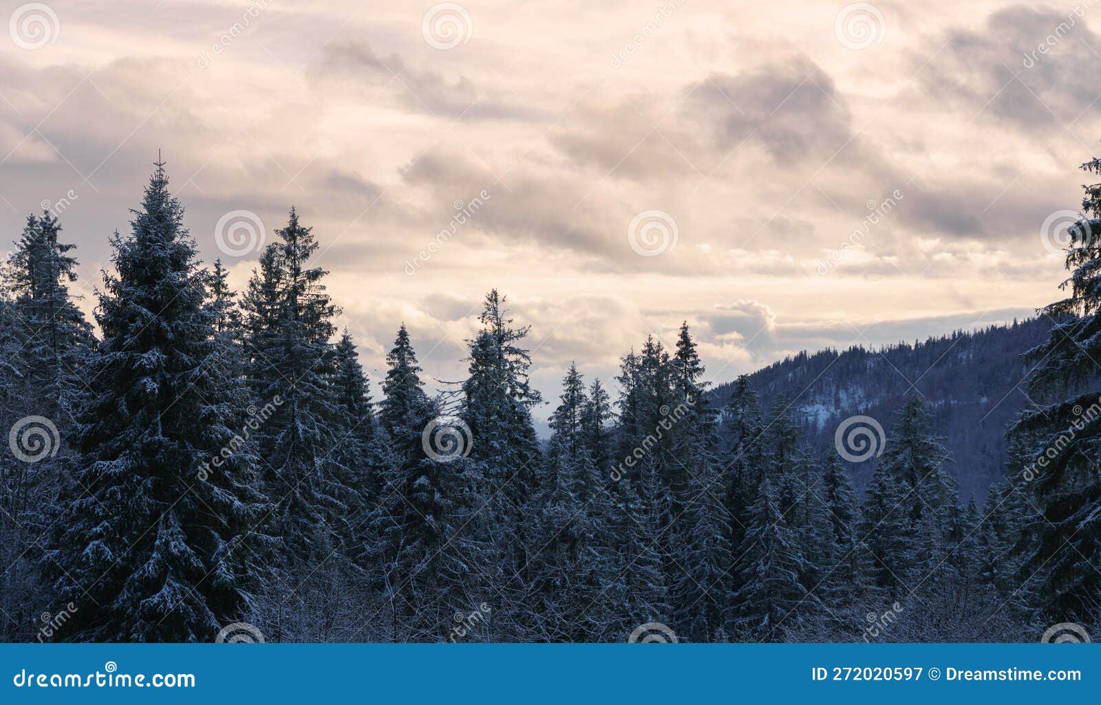 View of Snowy Pine Trees Forest with Cloudy Sky at Sunset Stock Image ...