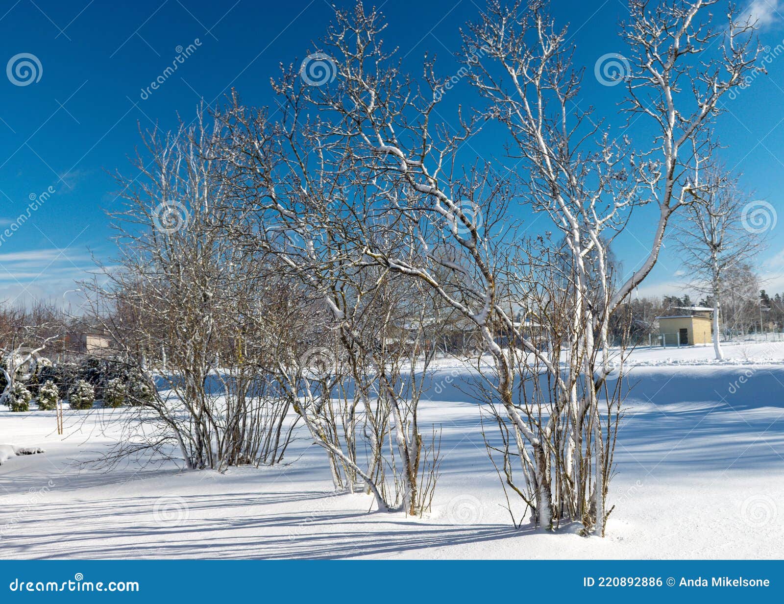 View of Snowy Tree, Tree Branches Snowy with Snow, Snow Texture Stock ...