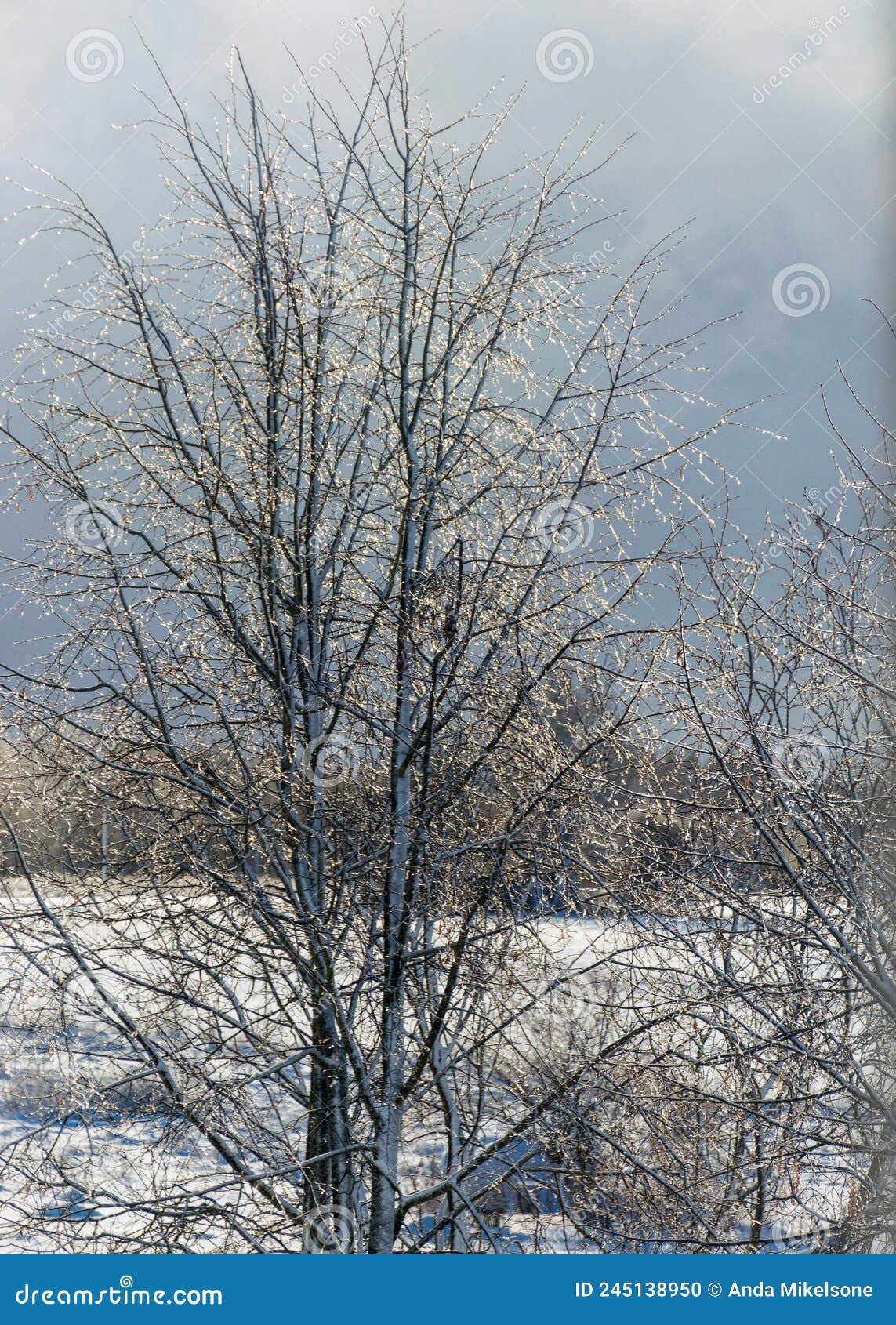 View of Snowy Tree, Tree Branches Snowy with Snow, Snow Texture Stock ...
